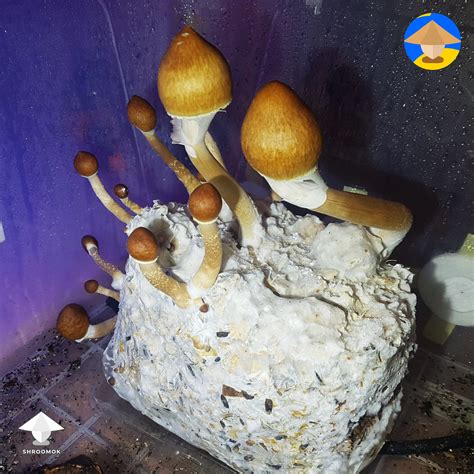 white blobs on mushroom cake contamination or blob mutation by