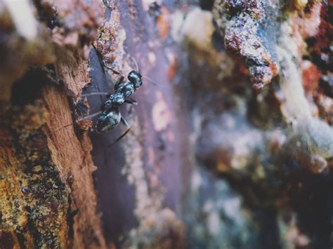 Tree Pest Control Identifying And Managing Insect Infestations