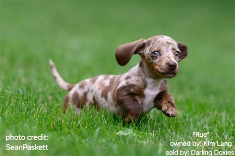 Mini Dachshund Puppies