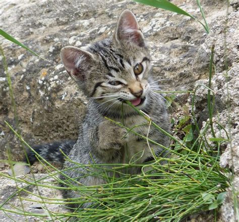 Catnip a erva dos gatos conheça seus benefícios buono pet