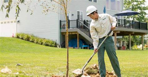 Benefits Of Planting Trees Davey Tree