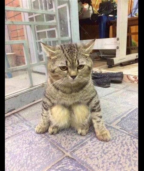 猫咪可以像人一样蹲着，姿势还很标准，快要成精了吧！