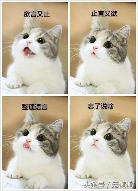 楊冪與鄭爽新劇同天開播，你會追哪位女神的劇？ 每日頭條