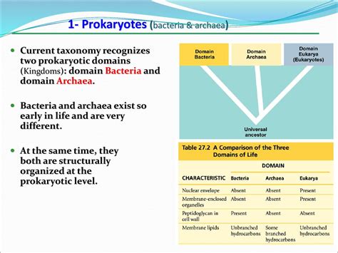 Lecture 13 Animal Classification تصنيف الحيوان ppt download