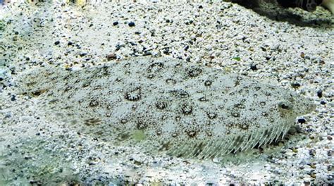 10 Types Of Flatfish To Catch In The Ocean