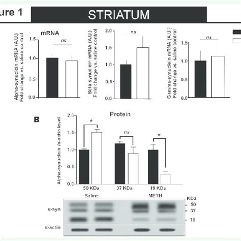 Dissection Tools A For Mouse Brain Dissection A Large Curved Download Scientific Diagram