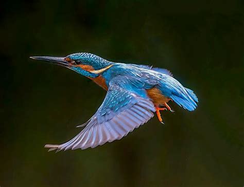 Crowd Results Small Birds Bird Photo Contest Photocrowd Photo Competitions Community Site