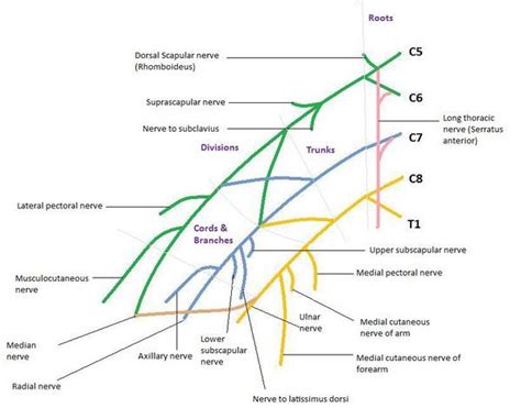 How To Draw Brachial Plexus Medchrome