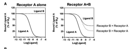 Allosteric Properties Of G Protein Coupled Receptor Oligomers