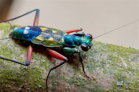 Iridescent Bark Mantis L Dazzling Patterns Our Breathing Planet