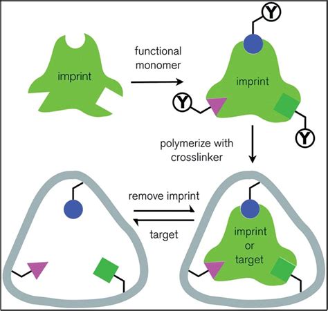 Schematic Representation Of Molecular Imprinting Technique Reprinted