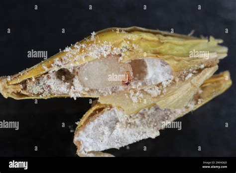 Rice Weevil Or Science Names Sitophilus Oryzae Larvae Developing