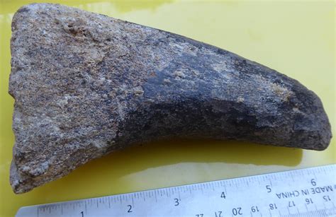 Madagascar Fossil Id The Fossil Forum