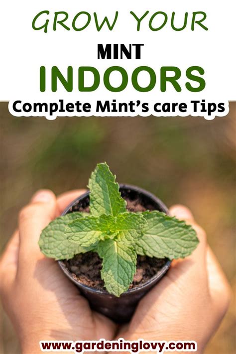 11 Mint Tips And Tricks How To Grow Mint Indoors 365 Days Artofit