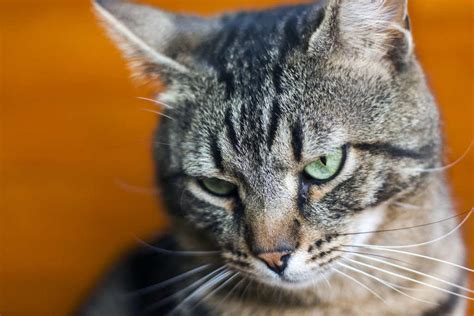 Interesantes Curiosidades Sobre Los Gatos Explora Univision