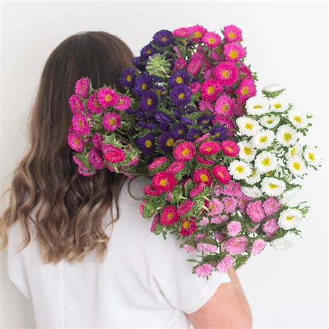 White Matsumoto Asters Diy Wedding Flowers Flower Moxie