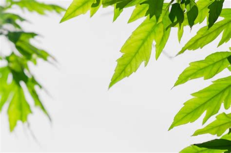 Premium Photo Leaf Background