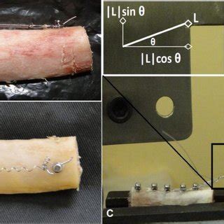 Static Load Of 2 N A Static Load Of 5 N B Applied For 5 Weeks And Download Scientific
