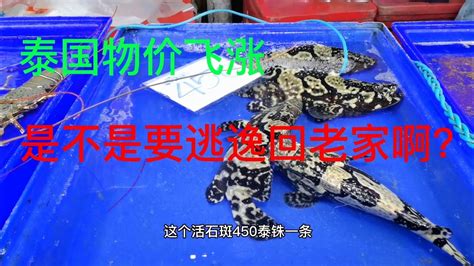 物价高涨 泰国打击灰产 台湾女明星案抓警察6人 草木皆兵 回老家吗？ Youtube