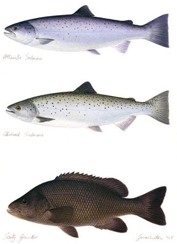Soldier Bream Marine Images By Roger Anthony Swainston Artofit