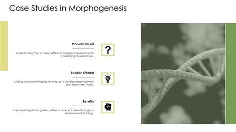 Understanding Morphogenetic Processes Growth Development And Patterns Ppt Sample St Ai Ppt Sample