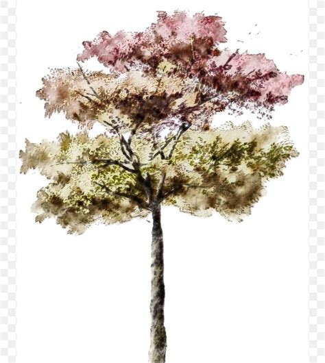 Architectural Rendering Watercolor Painting Architecture Tree Sketch PNG 736x918px