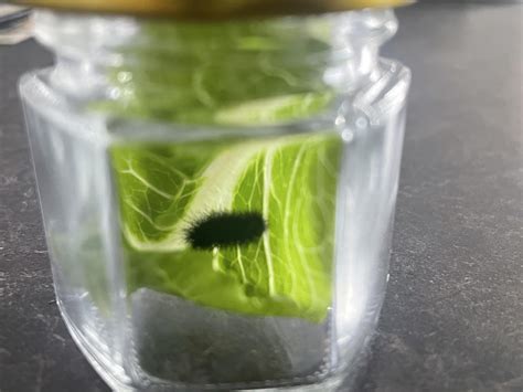 Whats This Bug I Found On My Firewood Winter Outside Has What