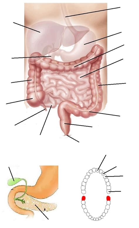 [solved] Label The Following Liver Gallbladder Ascending Colon Course Hero