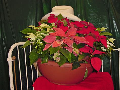 Plantanswers Plant Answers Poinsettia Image Gallery