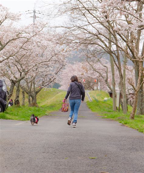 ＃お花見散歩 By どやさ （id：5468636） 写真共有サイトphotohito