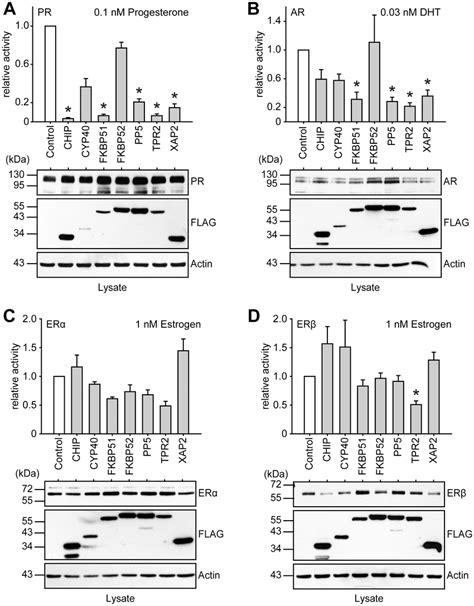 Pr Ar Erα And Erβ Activities In The Presence Of Different Tpr