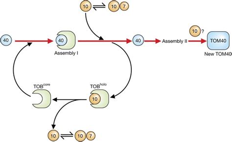 Schematic Model Of The Tom40 Assembly Pathway 40 7 And 10 Designate Download Scientific