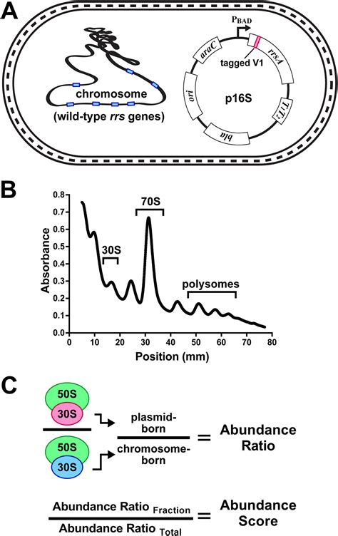 Variable Region Sequences Influence 16s Rrna Performance Microbiology