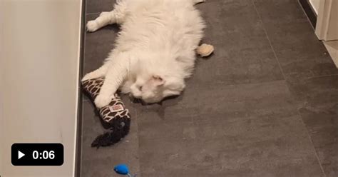 He Loves Catnip 9gag