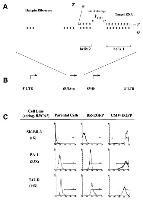 The Hairpin Ribozyme Library And Gene Vector A Sequence And