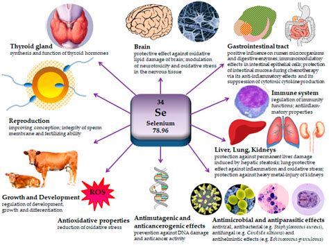 Ijms Free Full Text A Summary Of New Findings On The Biological