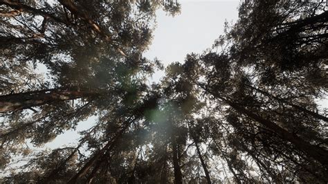 Pine Forest Photogrammetry Based High Poly Biome Asset Cloud