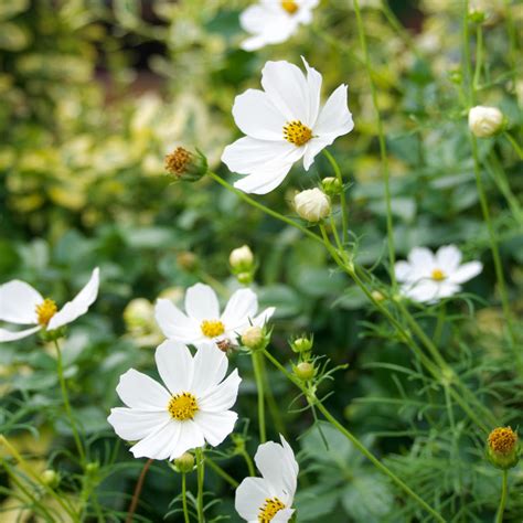 How To Deadhead Cosmos For Seemingly Endless Flowers All Summer Long