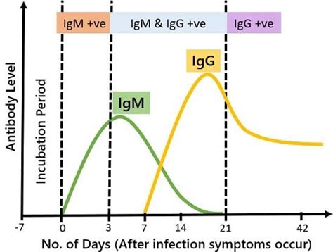 Difference Between IgM And IgG With Comparison Chart Bio Differences
