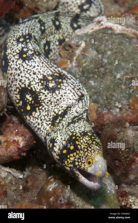 Snowflake Moray Eel Echidna Nebulosa Adult On Reef Ambon Island