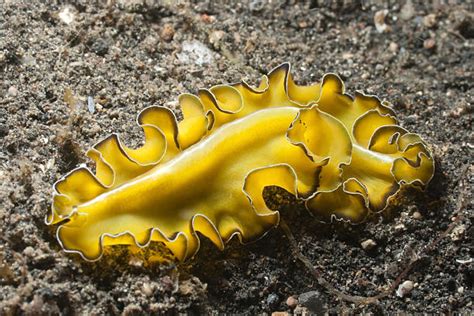 6300 Platworm Stockfotos Afbeeldingen En Royalty Free Beelden Istock