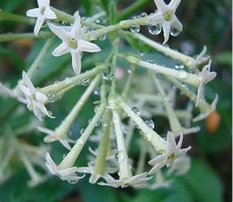 Buy Pcs Night Blooming Jasmine Seeds Free Shipping