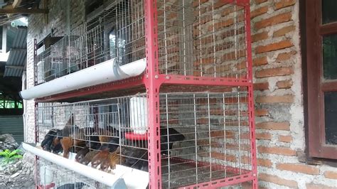 Kandang Ayam Rumahan Ideal Pnd Ice