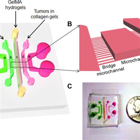 Photo Crosslinkable Hydrogel Based 3d Microfluidic Culture Device A