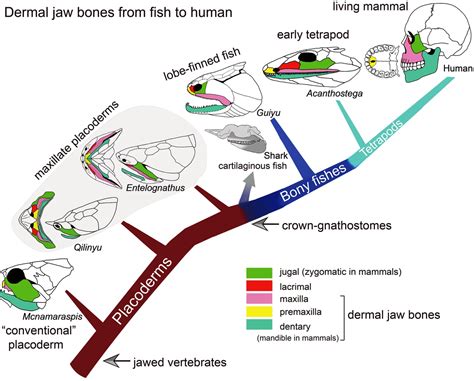 Geol431 Vertebrate Paleobiology