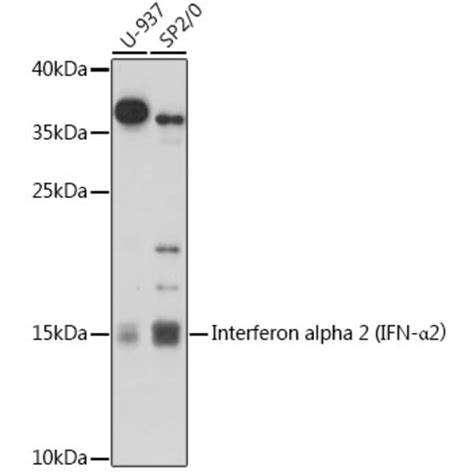 Anti Interferon Alpha 2 Antibody A92617