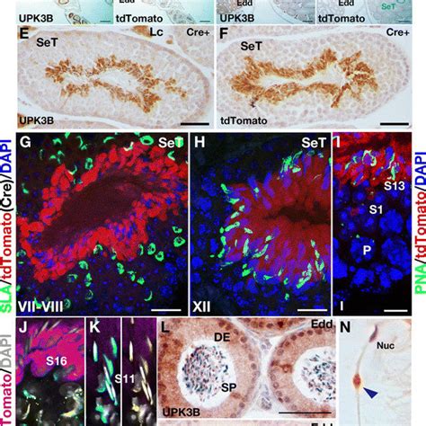Cre Recombinase Activity And Upk3b Expression In Embryonic Mice A B