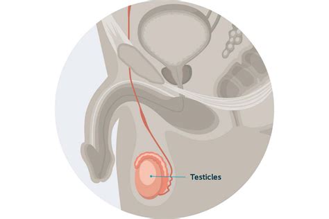 No More Testicles