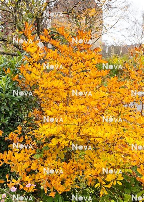 Magnolia Stellata