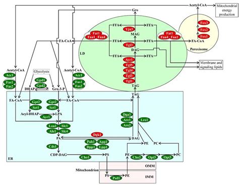 Pathways For The Synthesis Of Phospholipids In The Endoplasmic Download Scientific Diagram